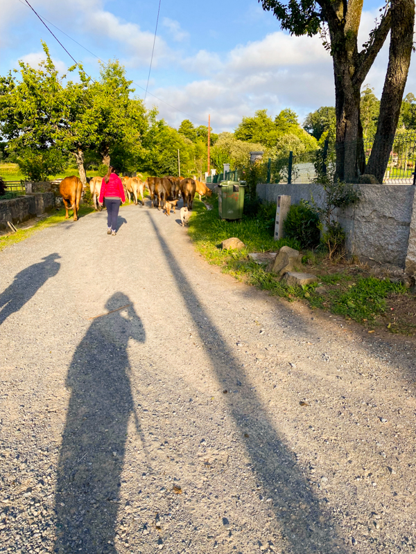 Walking the Camino de Santiago: Melide to Arzúa | eat. live. travel. write.