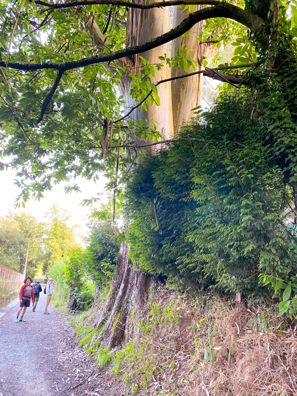 Walking the Camino de Santiago: Melide to Arzúa | eat. live. travel. write.