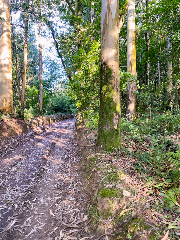 Walking the Camino de Santiago: Melide to Arzúa | eat. live. travel. write.